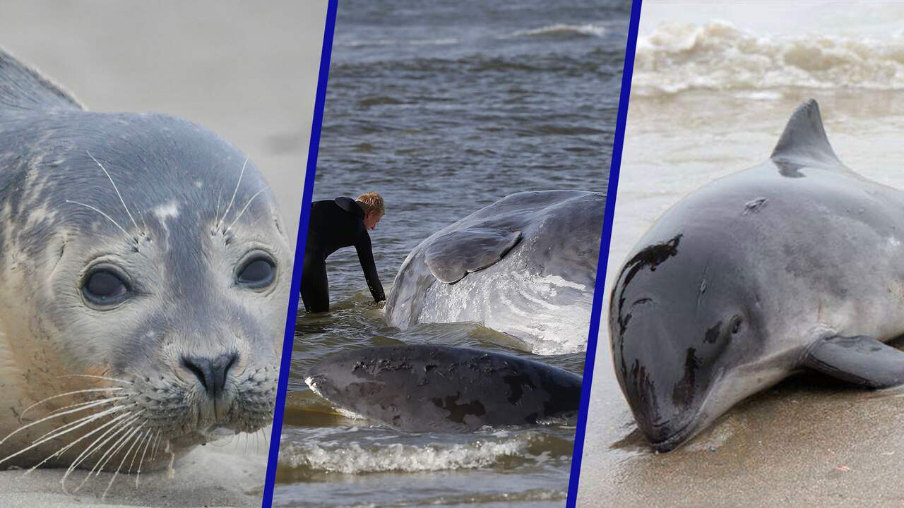 Het wordt steeds drukker op zee, maar dieren stranden niet vaker | Dieren | NU.nl