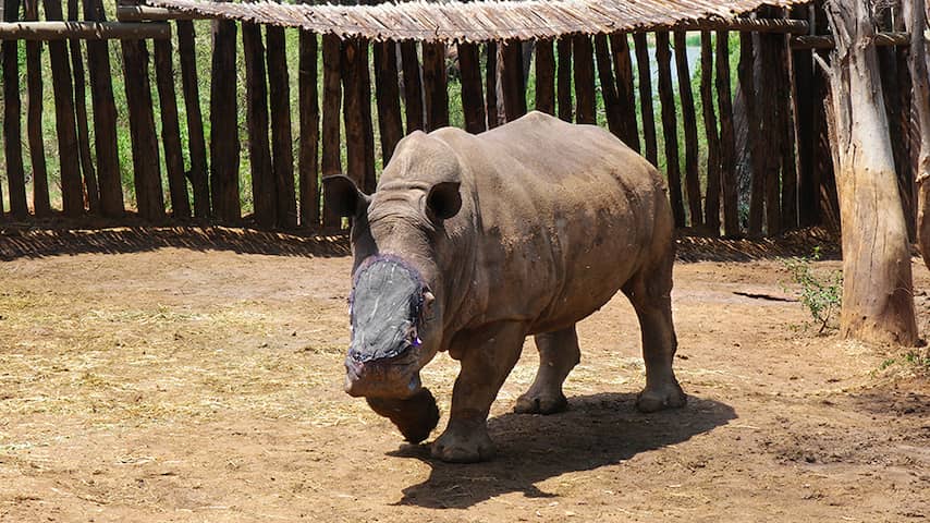 Huilende neushoorn Seha, waarvan hoorn werd afgezaagd, weer los in ...
