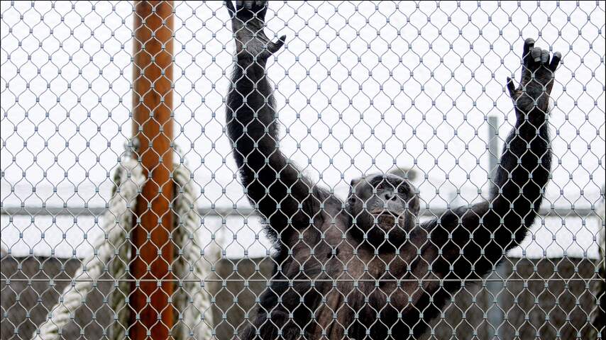 Gratis uit: Rondleiding langs chimpansees, neusberen en maki's | Uit en ...