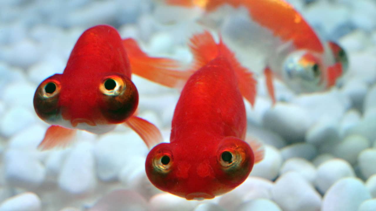 'Vissen kropen meerdere malen het land op' | NU - Het laatste nieuws ...