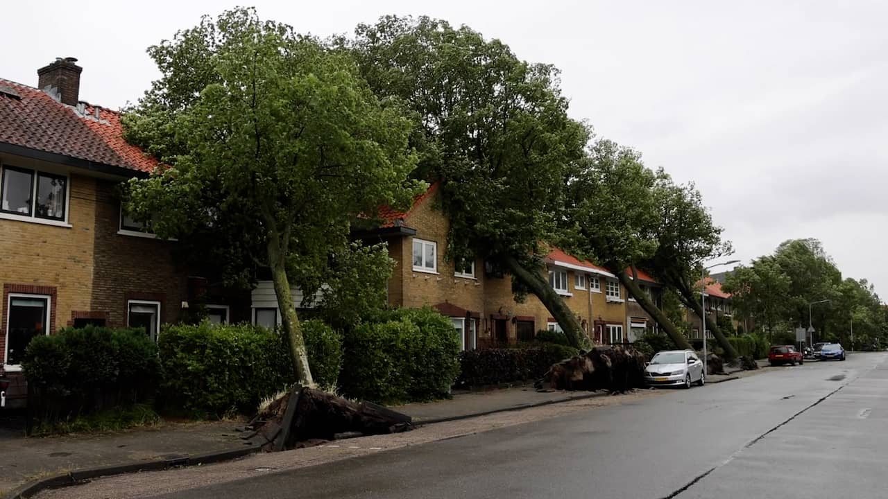 Rij omgewaaide bomen terechtgekomen op woningen in Haarlem | NU.nl