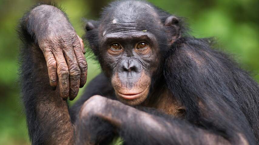 Uit Ouwehands Dierenpark ontsnapte bonobo is gevangen en terug in verblijf | Binnen- en ...