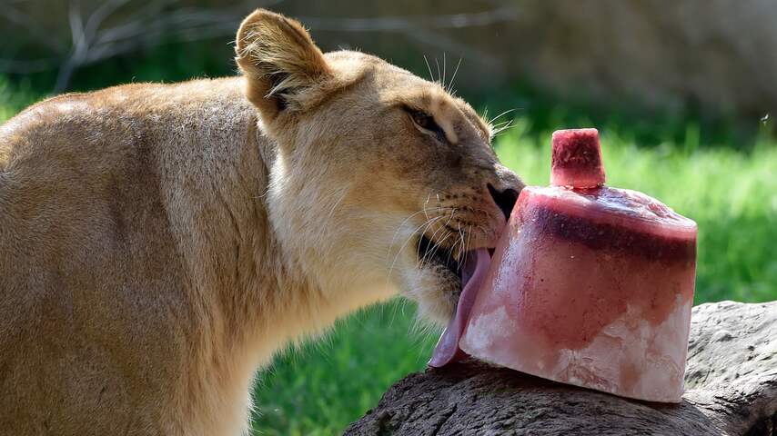 Hoe vang je eigenlijk een leeuw? 'Vertoon geen gedrag van een prooi' | Dieren | NU.nl