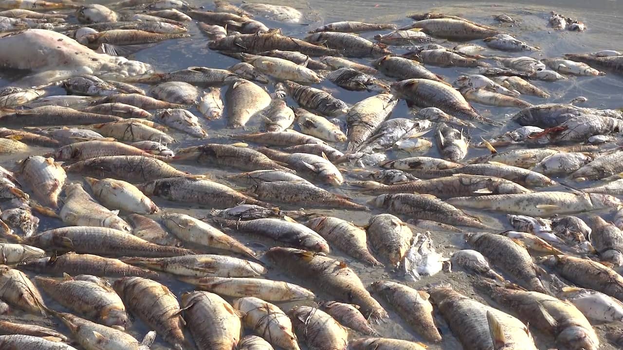 Kust Florida bezaaid met dode vissen door giftige algensoort | NU - Het ...