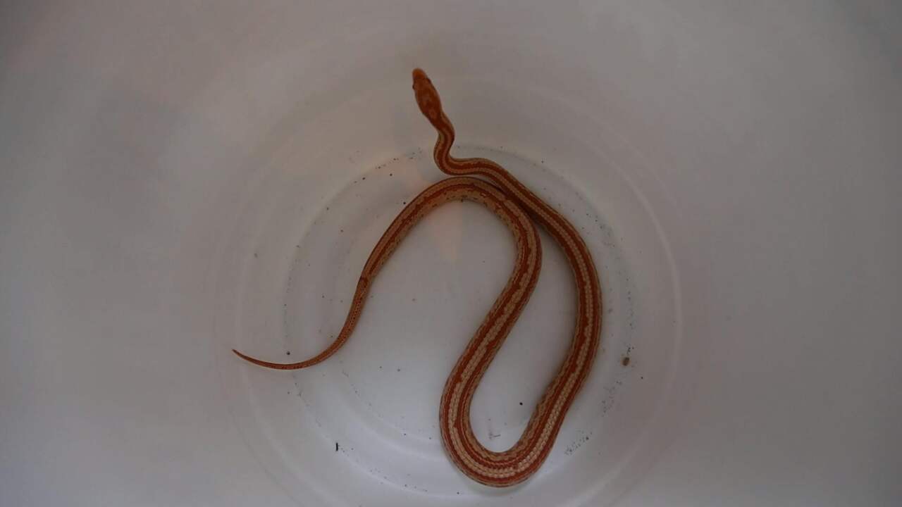 Rode rattenslang dringt huis binnen in Rijswijk | NU.nl