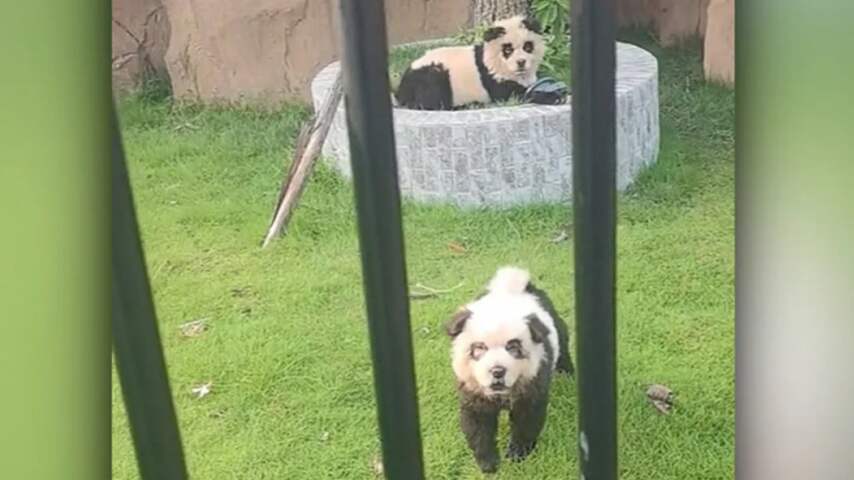 Chinese dierentuin geeft toe dat hun 'panda's' geverfde honden zijn ...