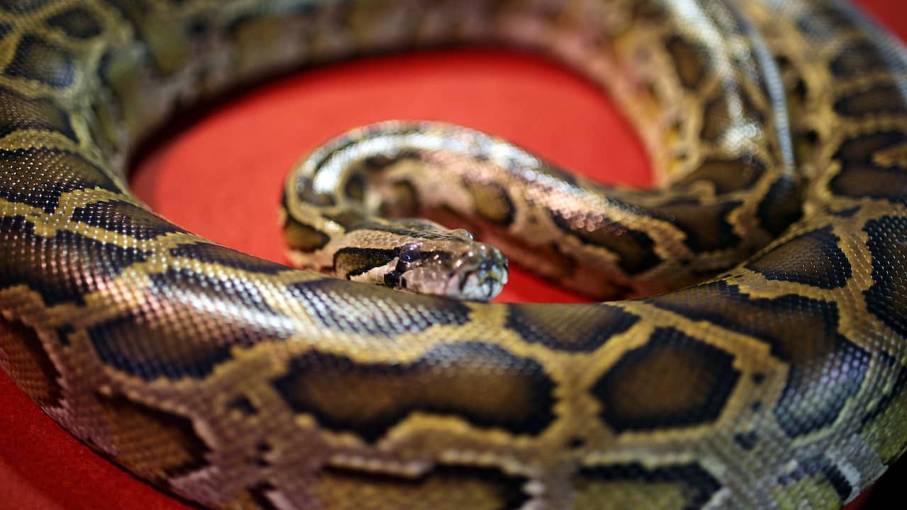 'Langste python ooit' sterft bij bevalling | Dieren | NU.nl