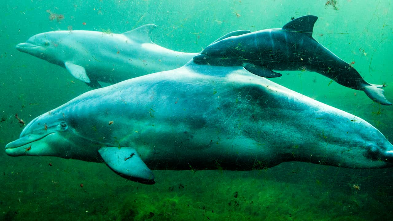 Dolfijn geboren in Dolfinarium | Binnenland | NU.nl