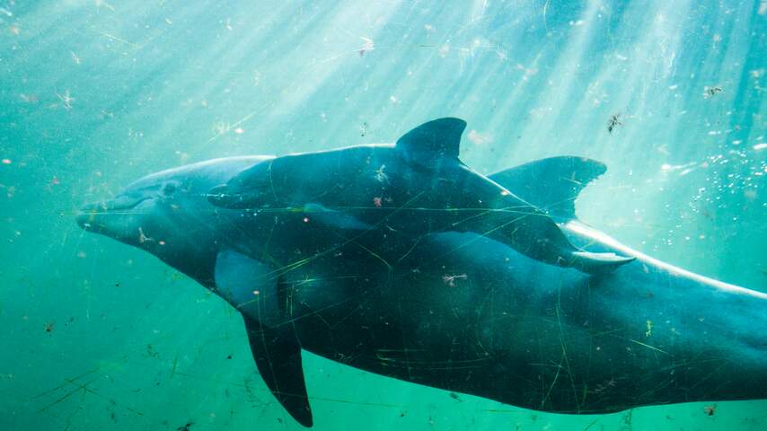 Dolfijn geboren in Dolfinarium | Binnenland | NU.nl