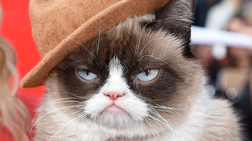 'Grumpy Cat' krijgt eigen tv-film | Films & Series | NU.nl