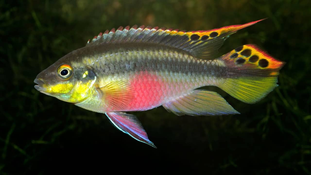 'Bekende aquariumvis heeft geheugen van twaalf dagen' | NU - Het ...