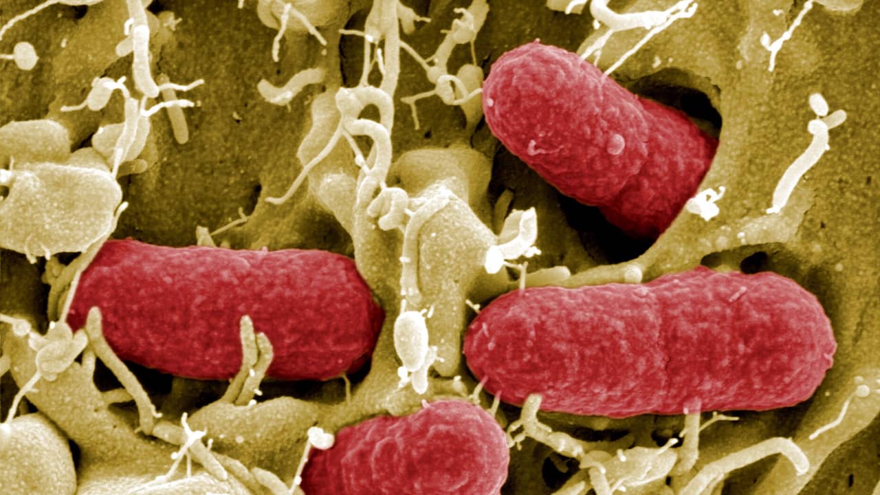 Bacteriën evolueren volgens economisch model | Wetenschap | NU.nl