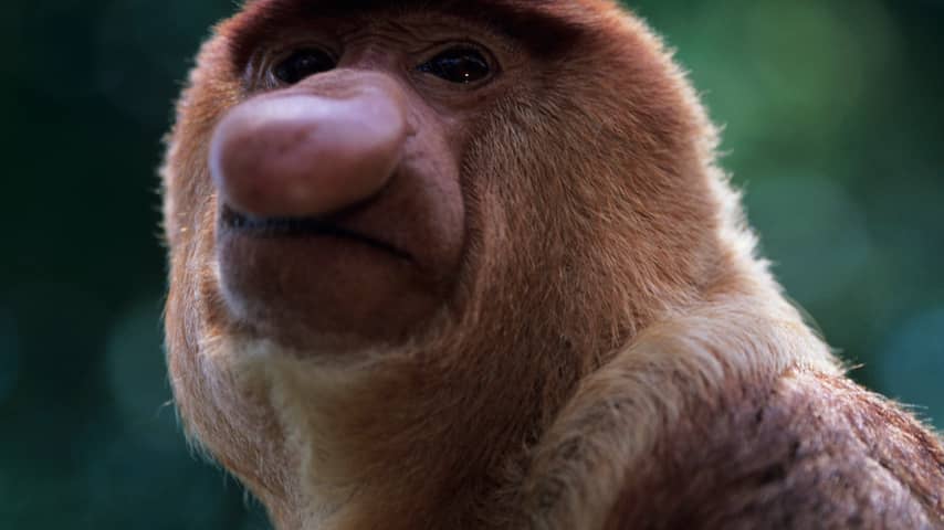 'Blobvis lelijkste dier ter wereld' | Opmerkelijk | NU.nl