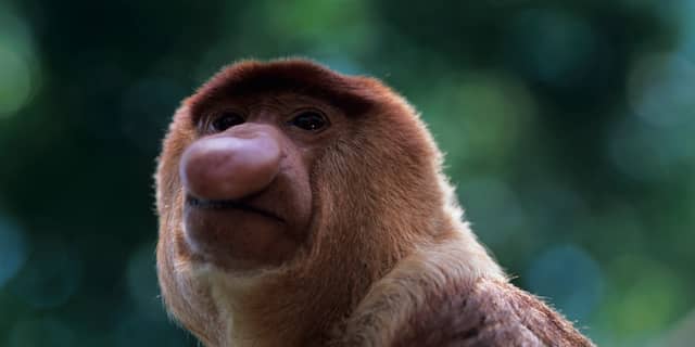 'Blobvis lelijkste dier ter wereld' | NU - Het laatste nieuws het eerst ...