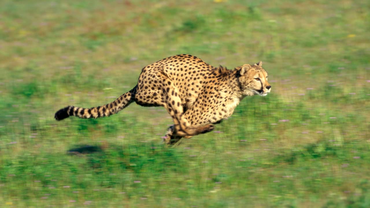 Jachtluipaard jaagt zelden op topsnelheid | NU - Het laatste nieuws het ...