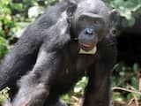 Bonobo's en chimpansees spreken dezelfde taal | Dieren | NU.nl