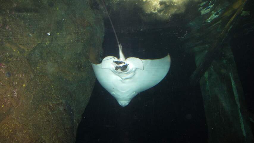 Adelaarsrog zonder vader geboren in Burgers' Zoo | Wetenschap | NU.nl