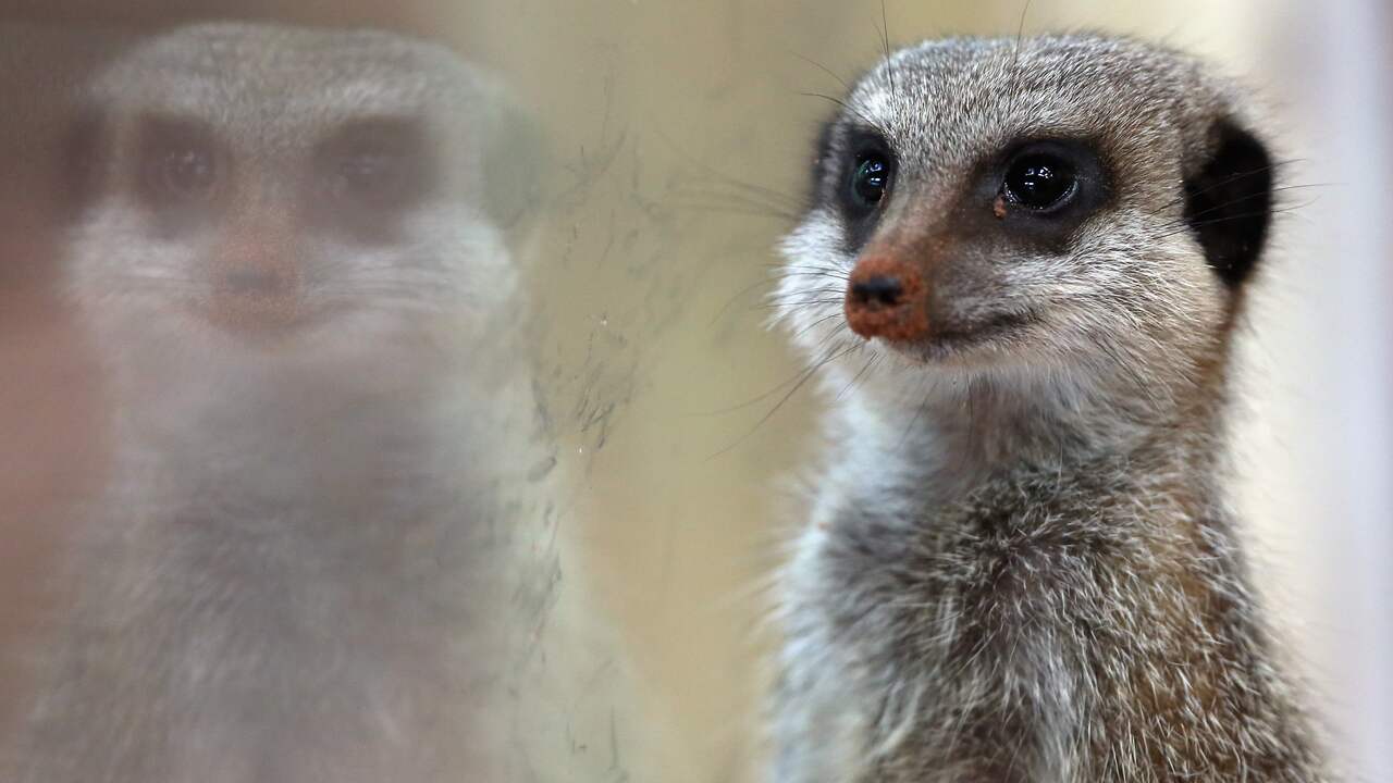 Livestreaming-app Meerkat ontvangt investering van 14 miljoen dollar ...