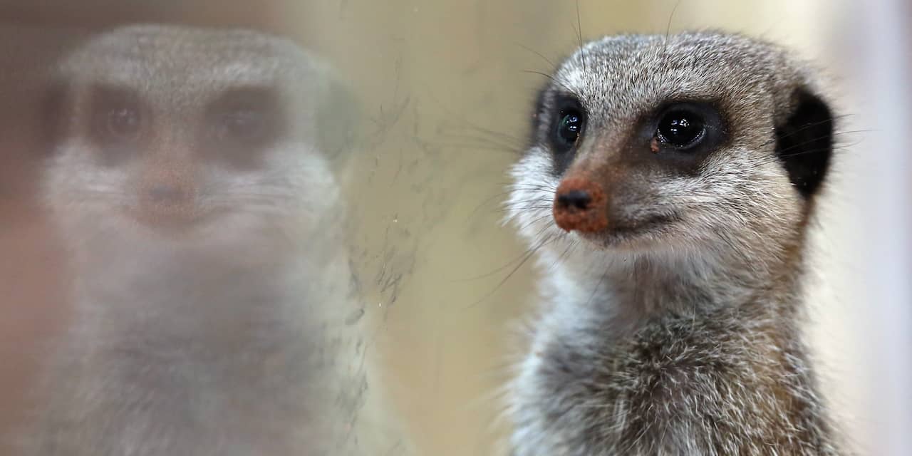 Livestreaming-app Meerkat ontvangt investering van 14 miljoen dollar ...