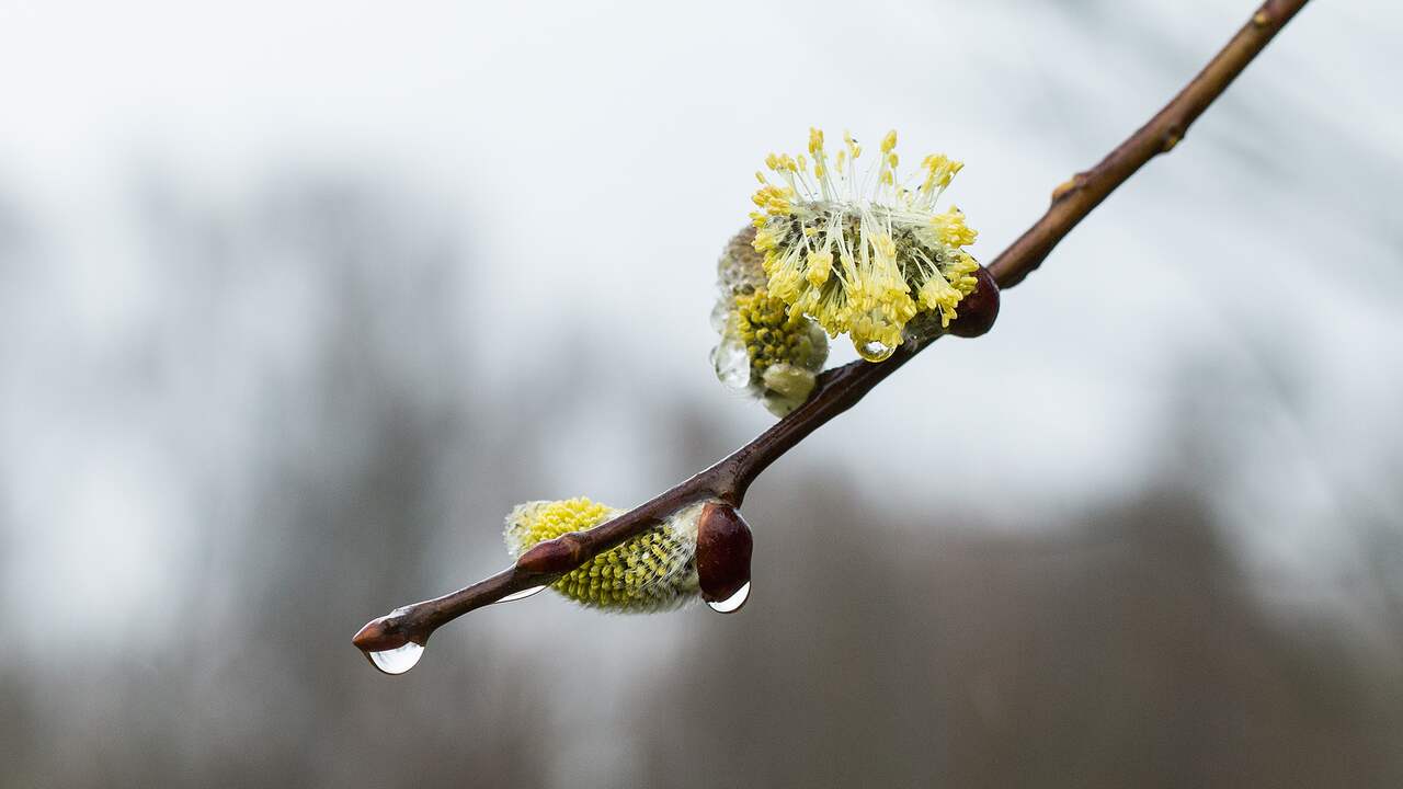 Weerbericht | Kletsnatte zondag, met vooral in de middag langdurig regen | Weerbericht | NU.nl