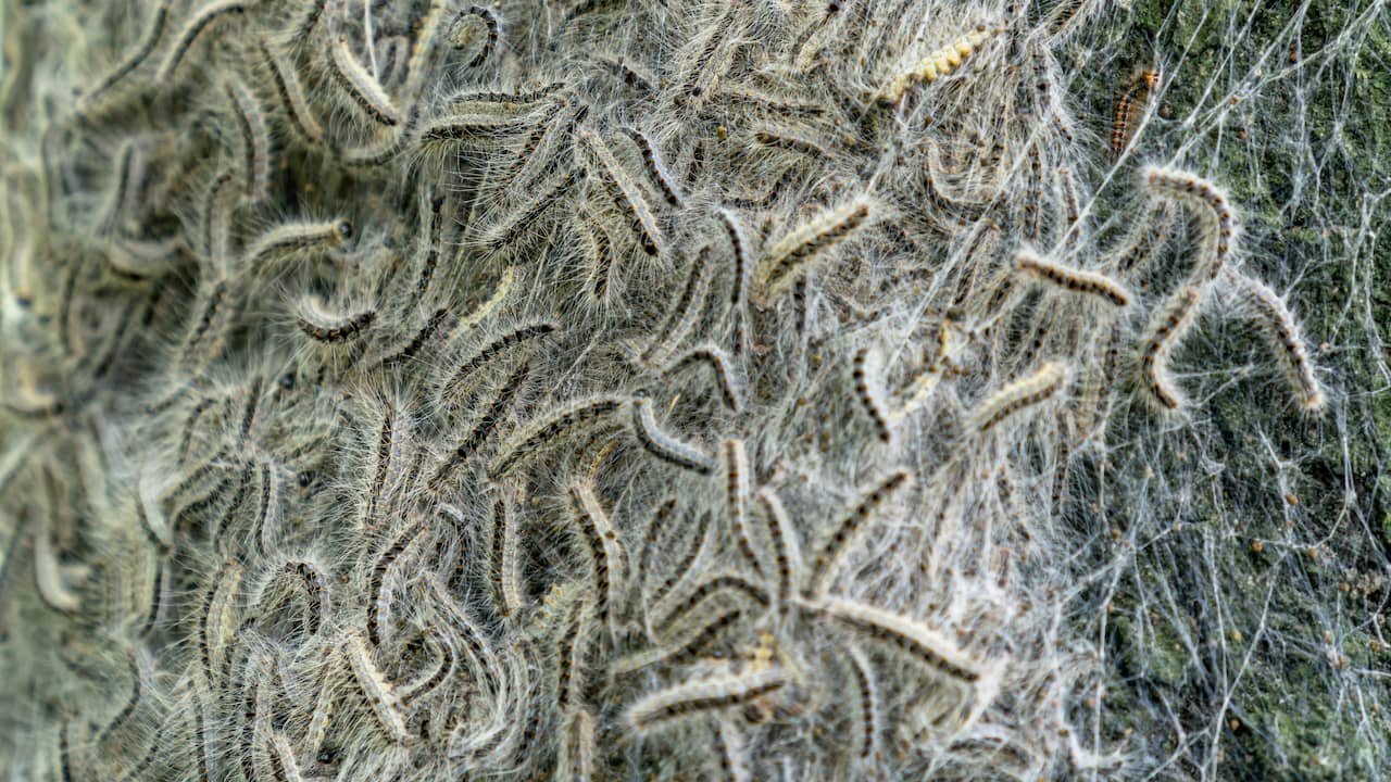 Overlast eikenprocessierups beheersbaar door inzet natuurlijke vijanden | Binnenland | NU.nl