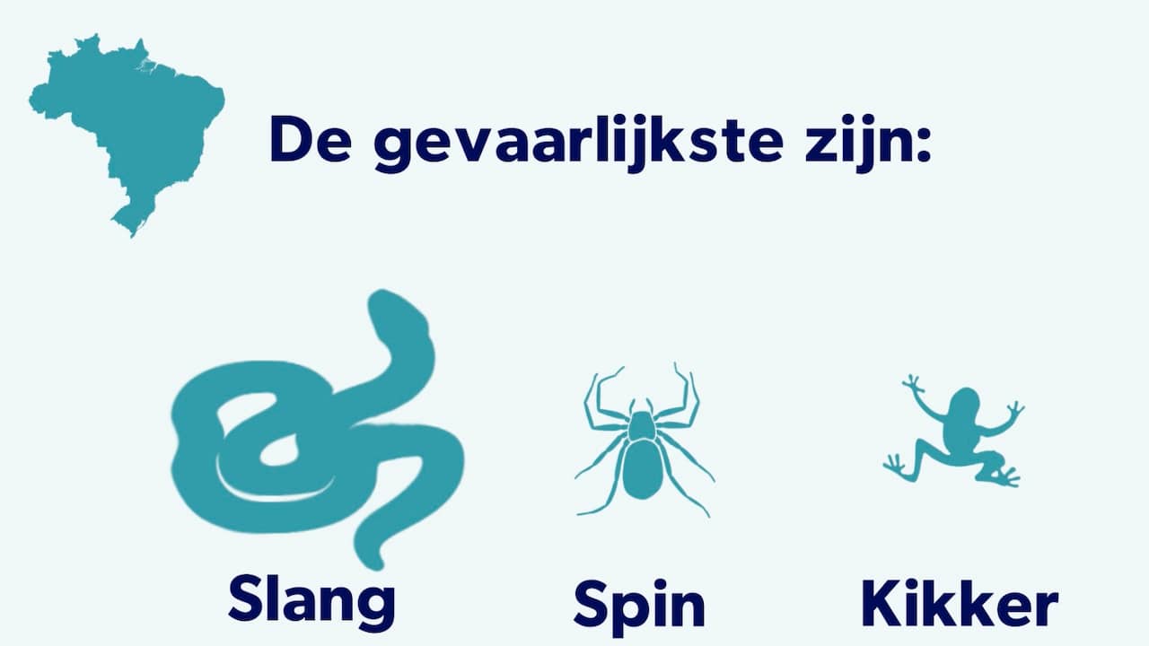 De landen met de meeste soorten giftige dieren | NU - Het laatste ...