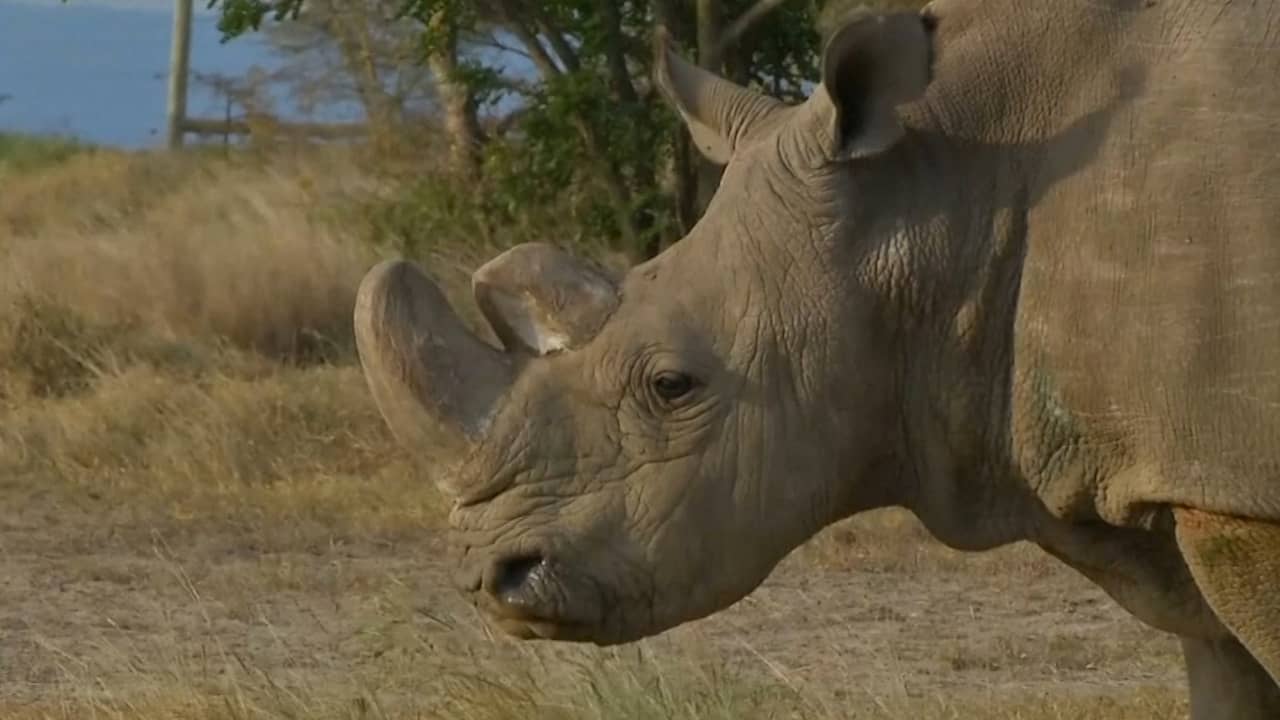 Laatste mannelijke noordelijke witte neushoorn overleden | NU - Het ...