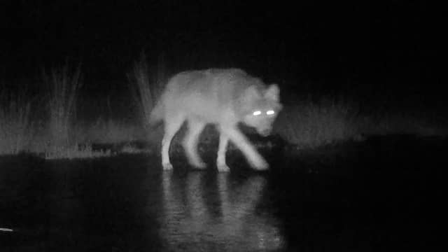 Roedel wolven loopt voorzichtig over ijs in Drenthe | NU.nl