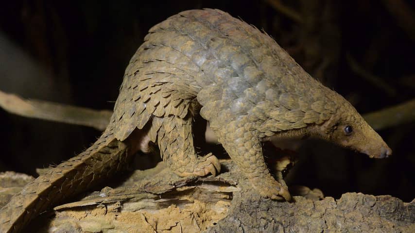 China doet 'grootste vangst ooit' van schubben van schubdieren | Dieren ...