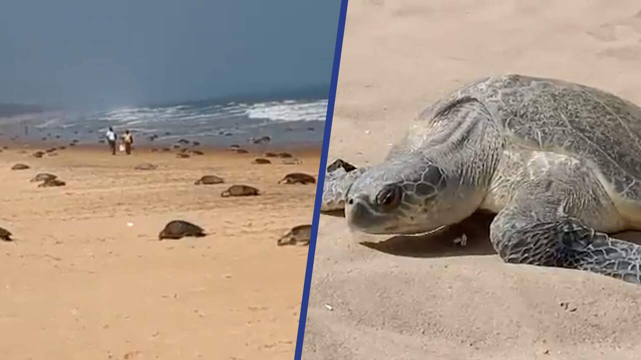 100.000 schildpadden leggen tegelijk eieren op Indiaas strand | NU.nl