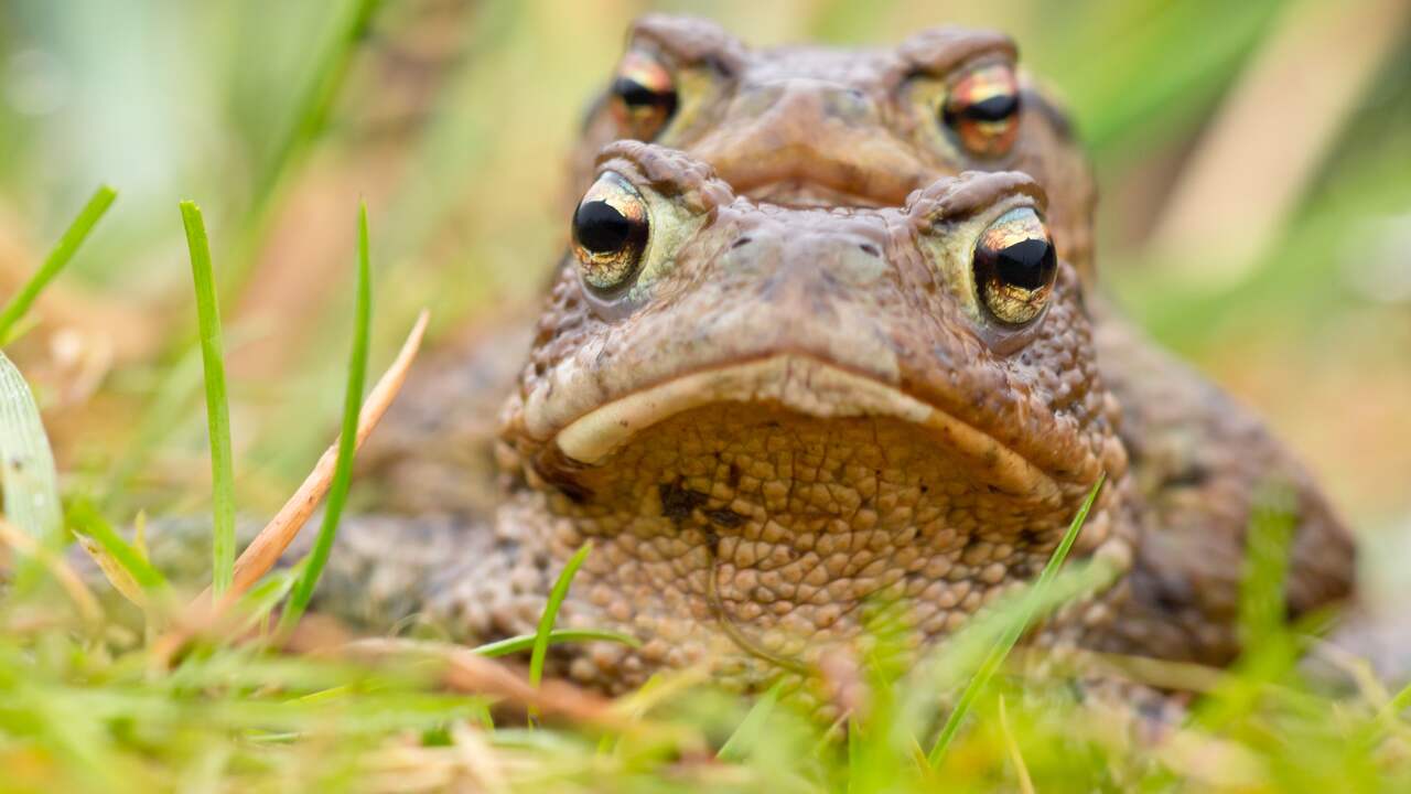 Padden, kikkers en salamanders eerder uit winterslaap door warme winter ...