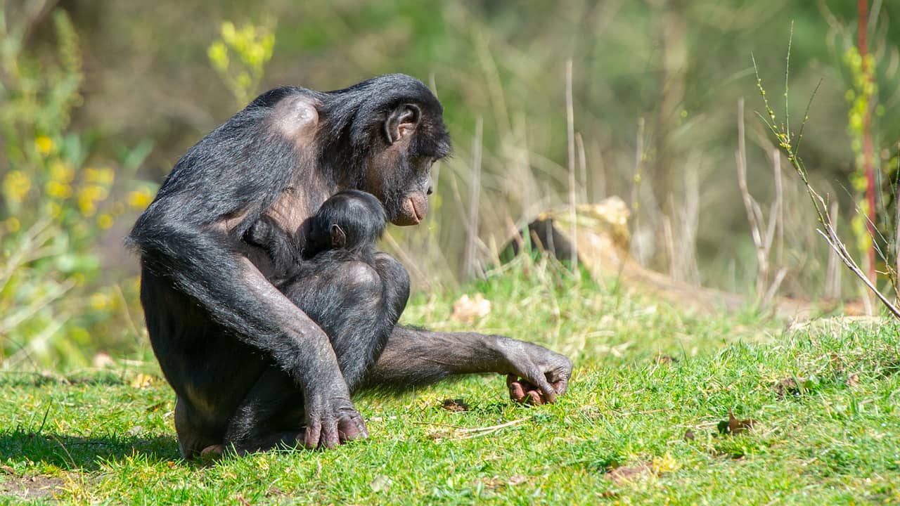 Voor het eerst in drie jaar weer een bonobo geboren in Apenheul | Dieren | NU.nl