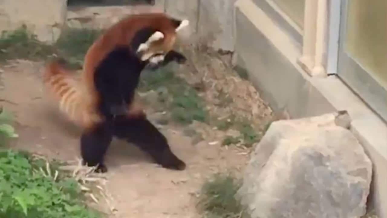 Rode panda schrikt zich wezenloos door steen in hok | NU.nl