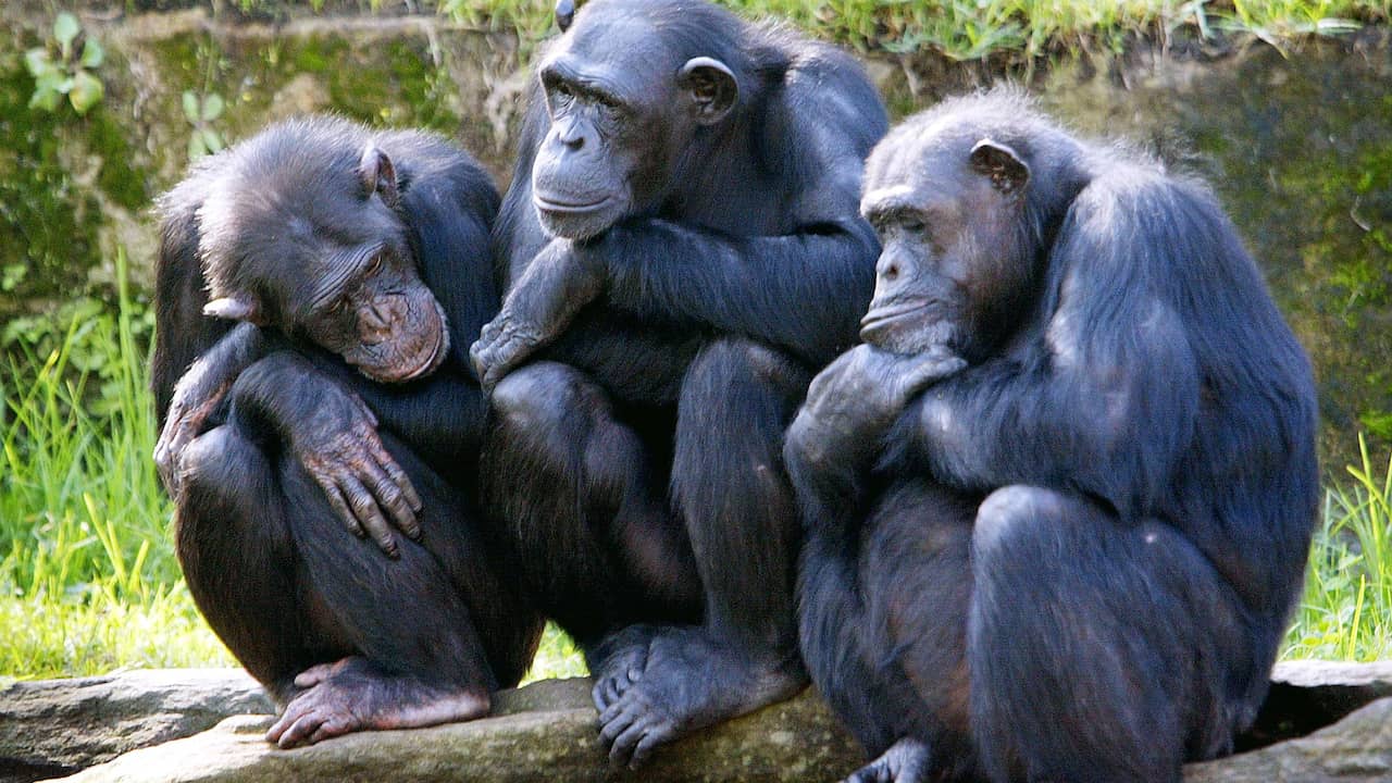 'Apen zijn fysiek geschikt om te praten' | NU - Het laatste nieuws het ...