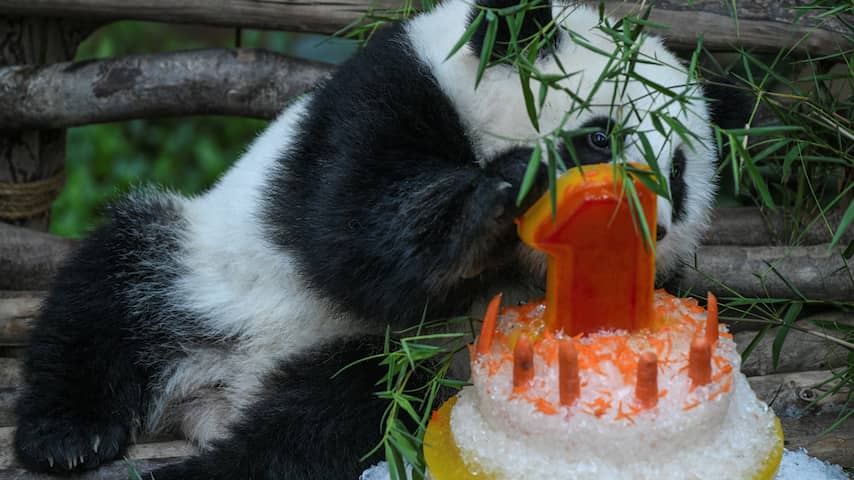 Tekst over pandapoep verrast havo-scholieren bij eindexamen Engels ...