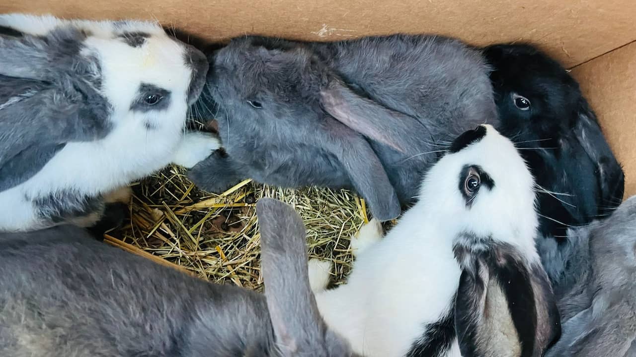 Dierenopvang Zwolle krijgt veel hulp na dump 184 zieke dieren: 'Hartverwarmend' | Dieren | NU.nl