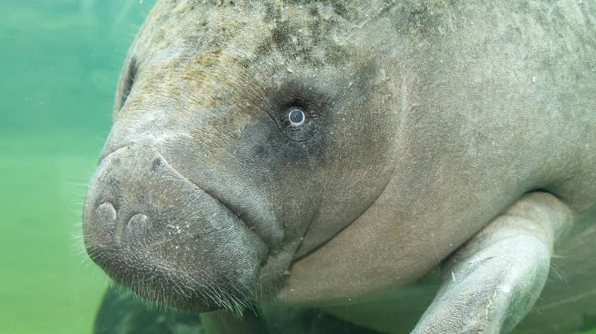Burgers' Zoo verwacht in Europa zeldzame geboorte van zeekoe | Dieren ...