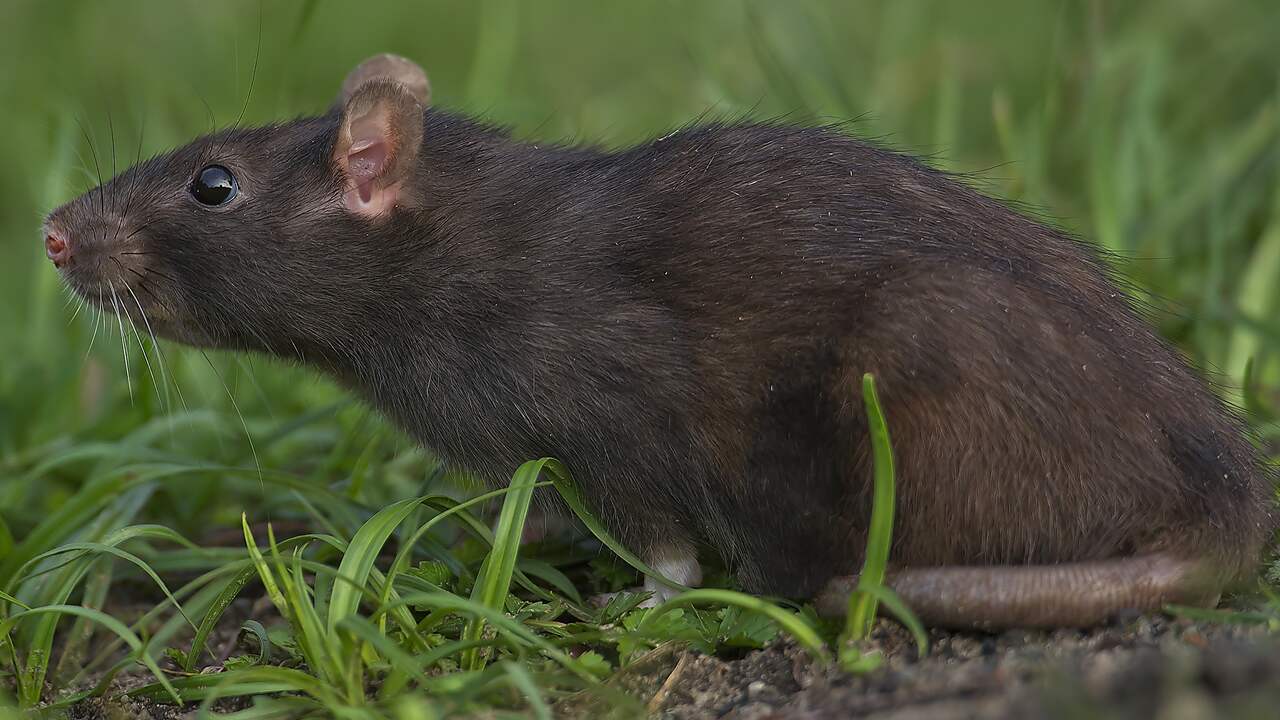 Rattenplaag in studentenflat in Amsterdam-Noord | NU - Het laatste ...