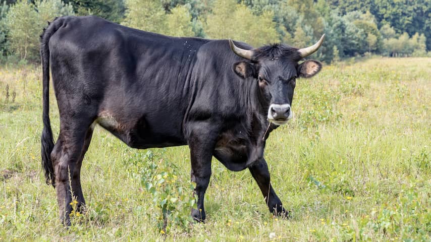 Politie waarschuwt voor gevaarlijke losgebroken stier in de Achterhoek ...