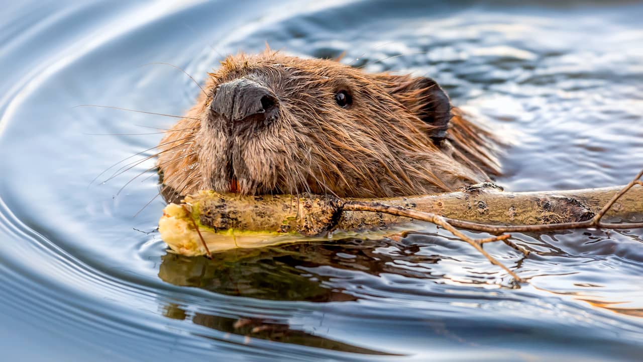 Bever zwemt dagenlang tussen de karpers in vijver in tuin Bennekom ...