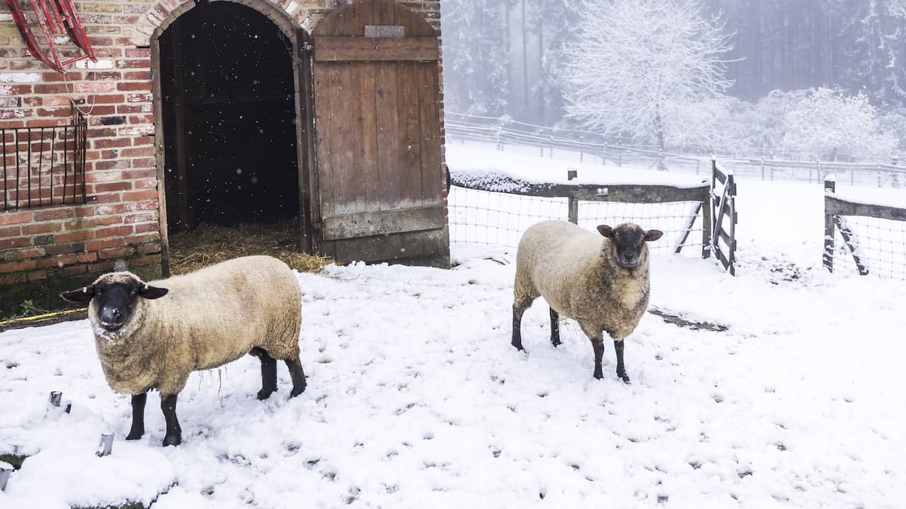 Weerbericht: Noorden al bedolven onder sneeuw, rest ontkomt er ook niet ... Weerbericht: Noorden al bedolven onder sneeuw, rest ontkomt er ook niet ...