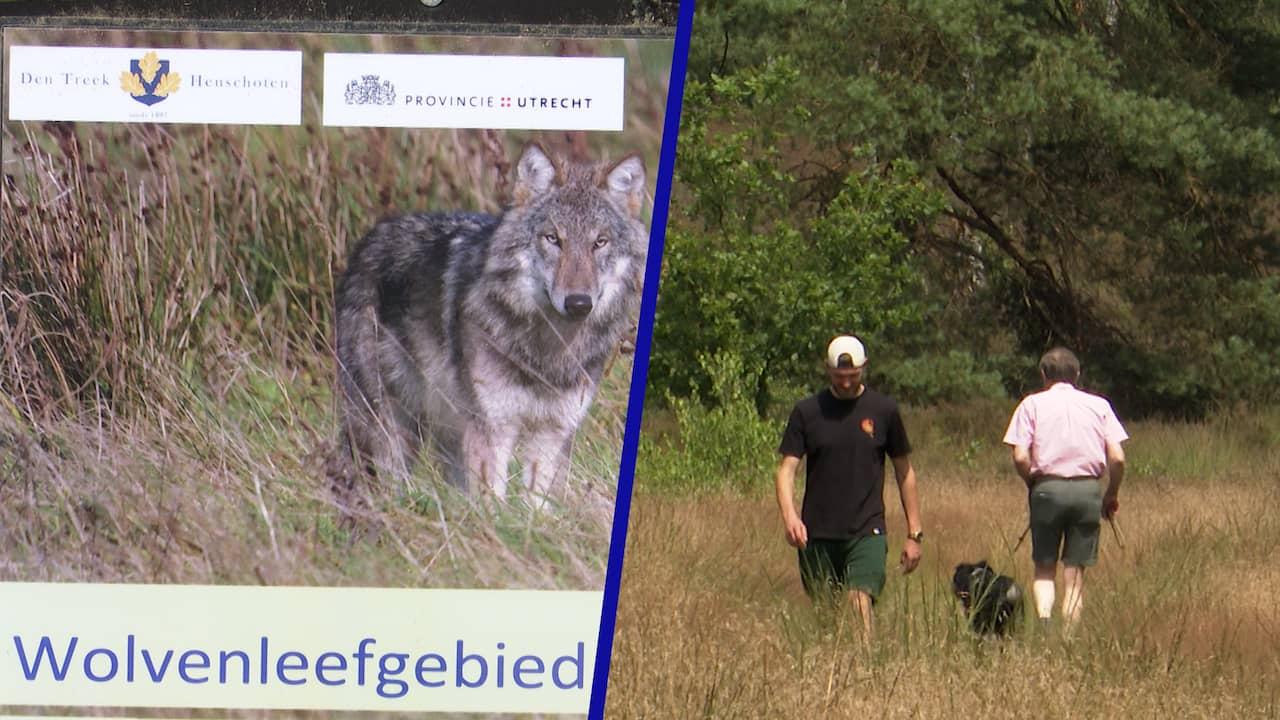 Aantal wolvenaanvallen groeit sterk, vee wordt zelden goed beschermd ...