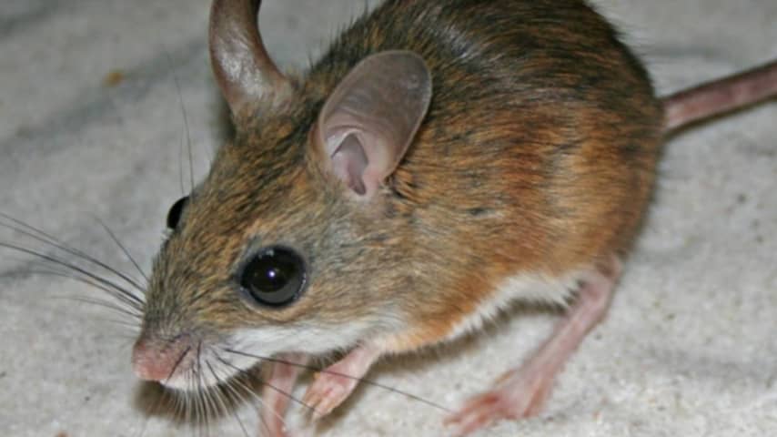 'Vissen in Australië eten muizen' | Dieren | NU.nl