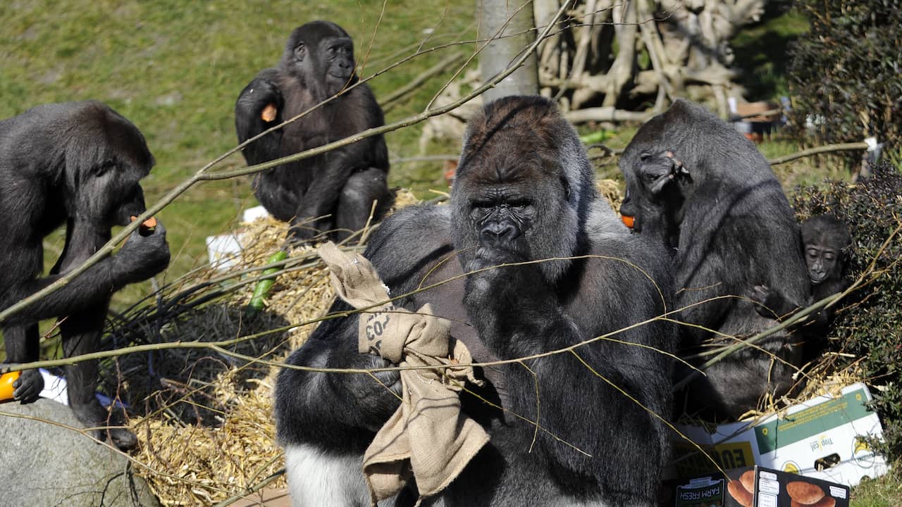 Rouwende Blijdorp-apen hebben eerst rust nodig, daarna een leider van buiten | Dieren | NU.nl