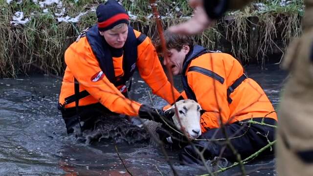 Voor het eerst in drie jaar weer een bonobo geboren in Apenheul | Dieren | NU.nl