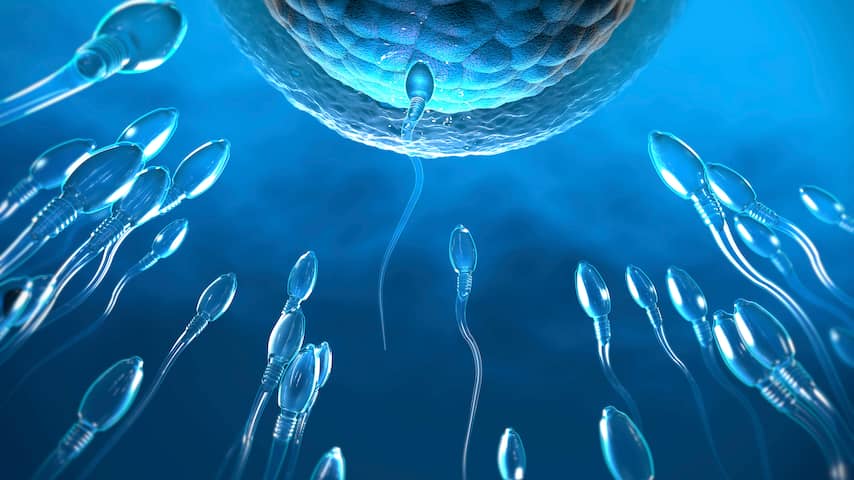 Zo ziet het leven van een zaadcel eruit | Wetenschap | NU.nl