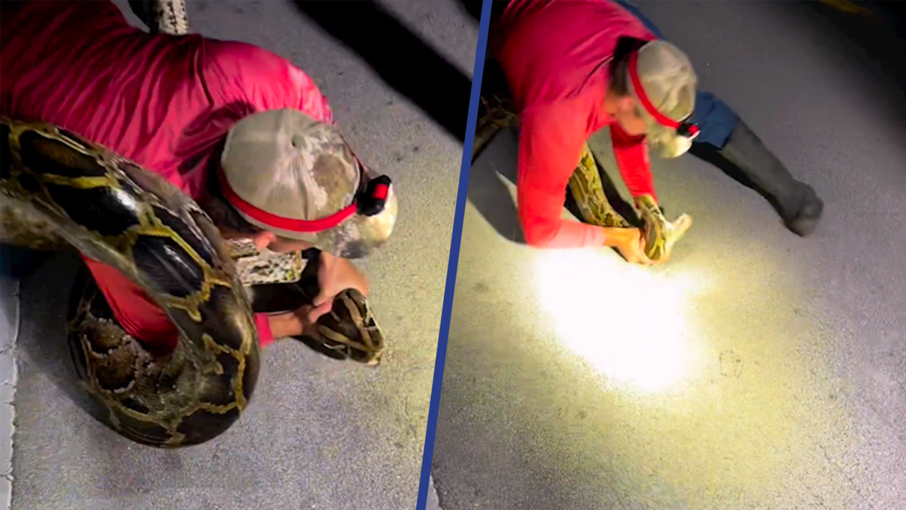 Amerikaan worstelt met enorme python in Florida | NU.nl