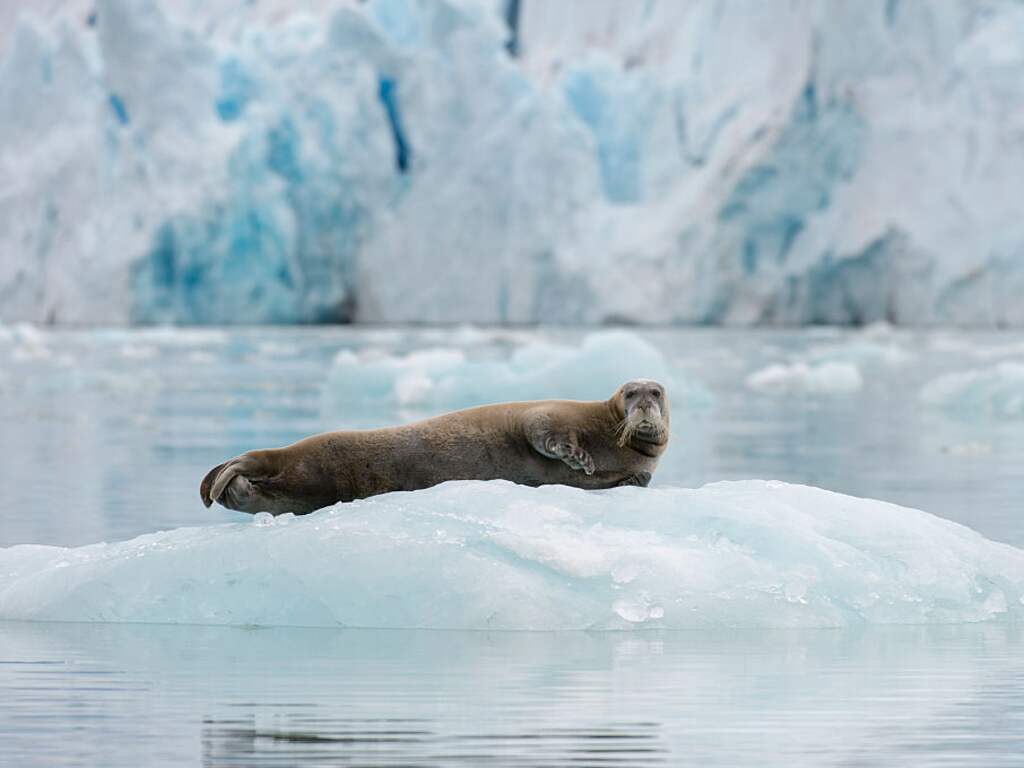 Oudste en dikste Noordpoolijs smelt nu ook | Klimaat | NU.nl