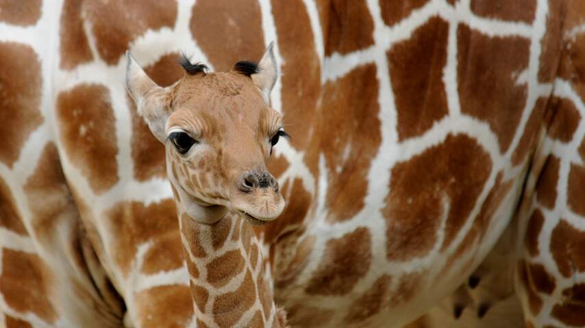 Deze jonge dieren zijn te bewonderen in Diergaarde Blijdorp ...