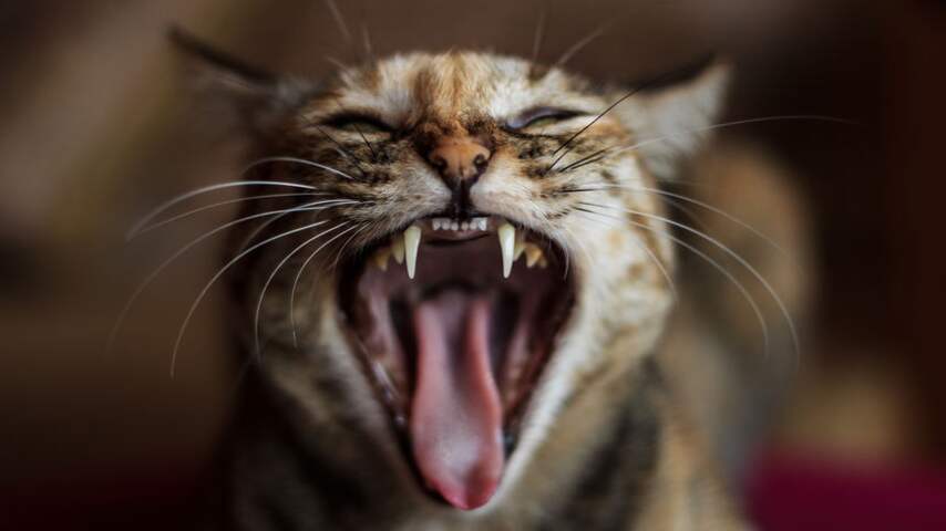 Als de kat van huis is: waarom jouw huiskat een leeuw in het klein is ...